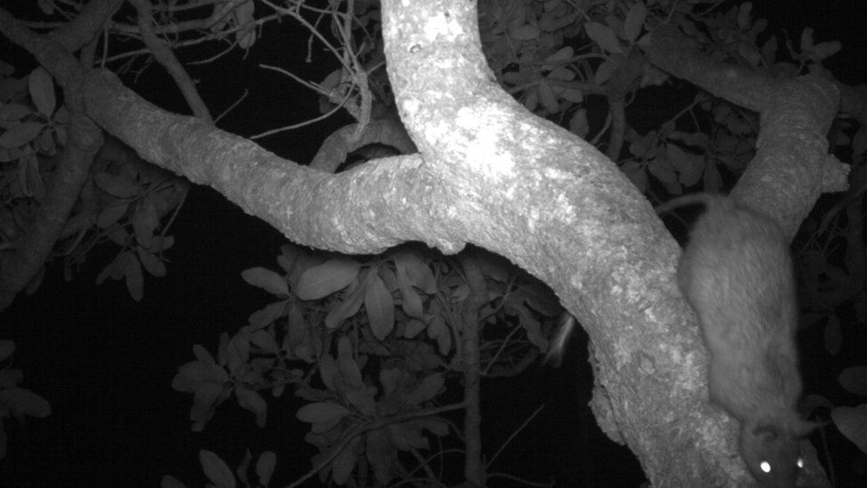 'Amazing' rediscovery of rare Australian tree-rat - BBC News
