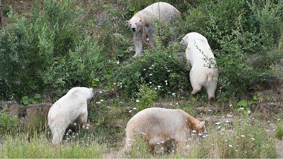 Young polar bears introduced to older bears at Doncaster wildlife park ...
