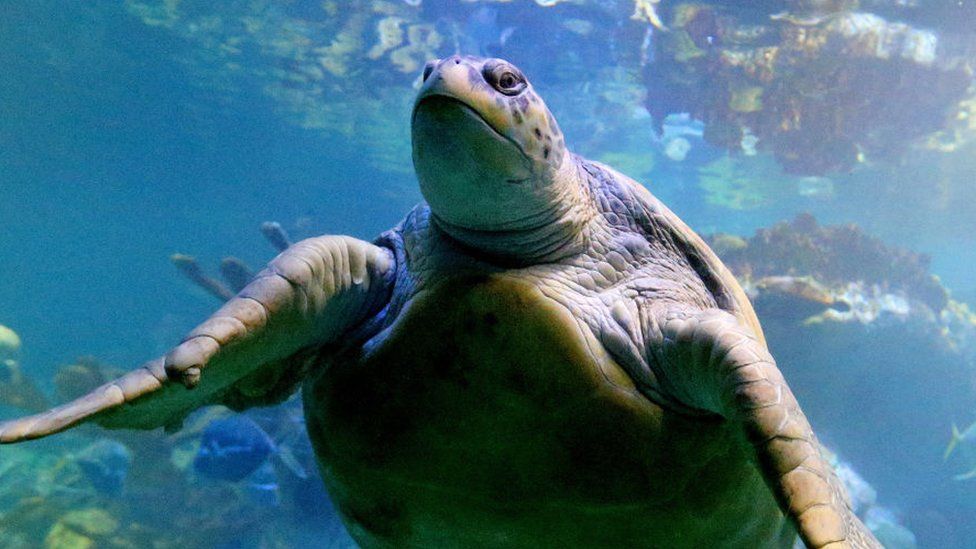 The 'iconic' 95-year-old Myrtle the turtle gets health check - BBC ...