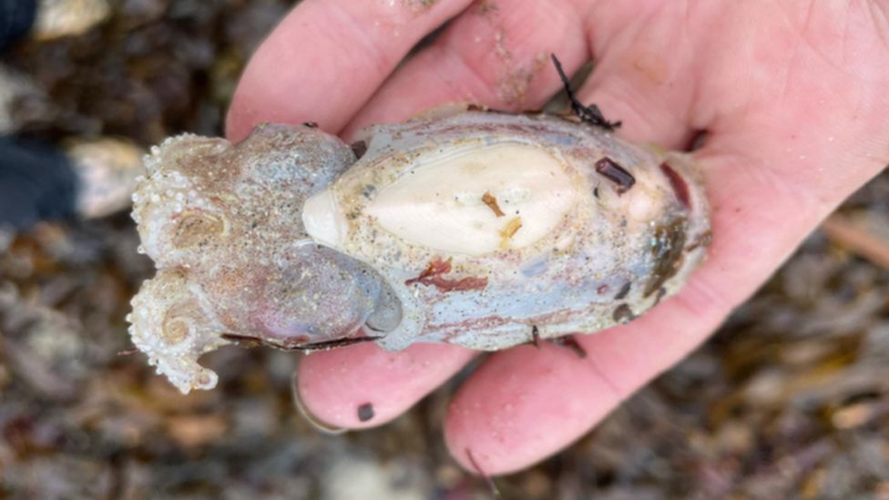 Marazion Beach: Rare cuttlefish found after Storm Eunice - BBC News