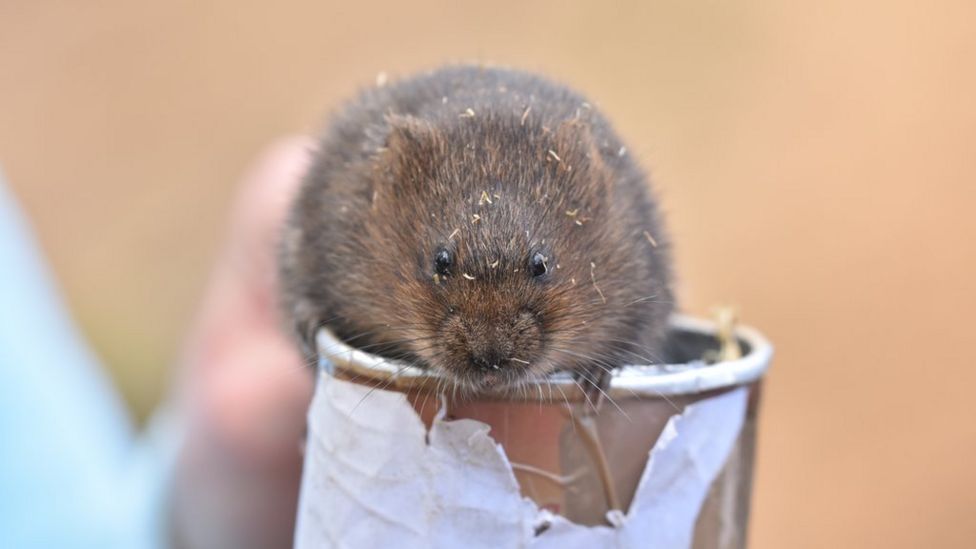 Water voles released at new wetland site near Bristol - BBC News