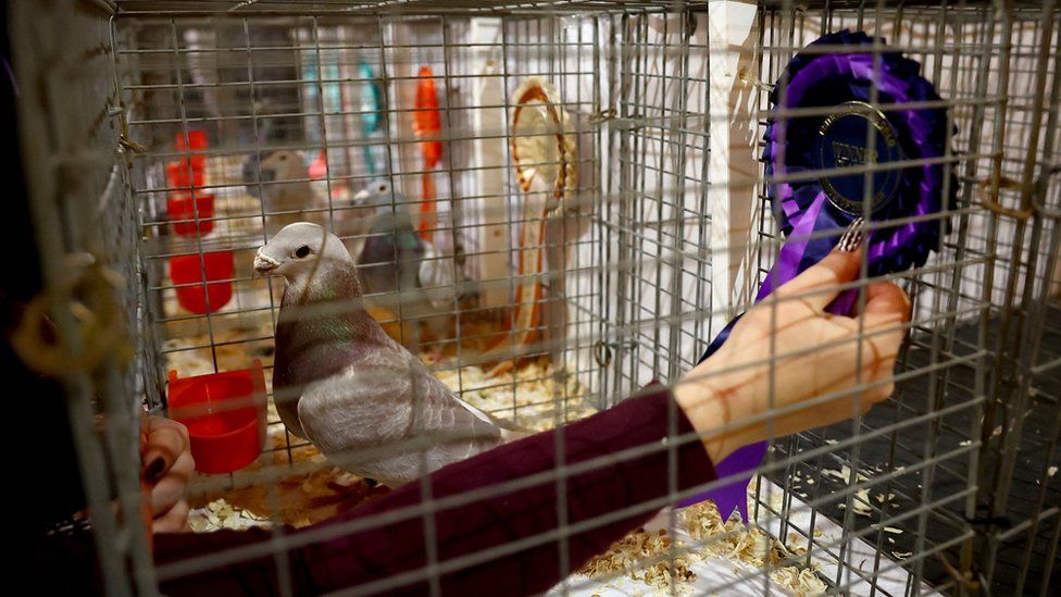 Pigeons on display at British Homing World Show of the Year - BBC Newsround
