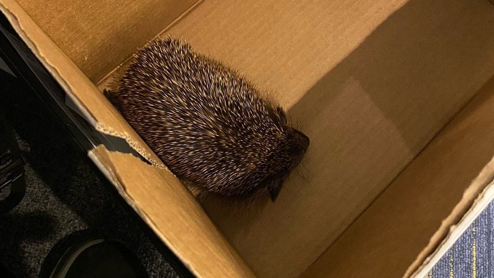 Hector the hedgehog rescued by kind rail worker - BBC Newsround