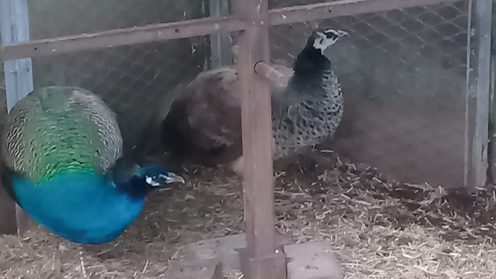 Lonely peahen Penny in Nottinghamshire finds love after rescue - BBC News