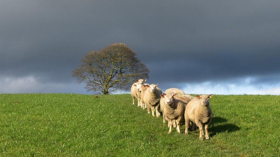 Top five 'animals in weather' - BBC Weather