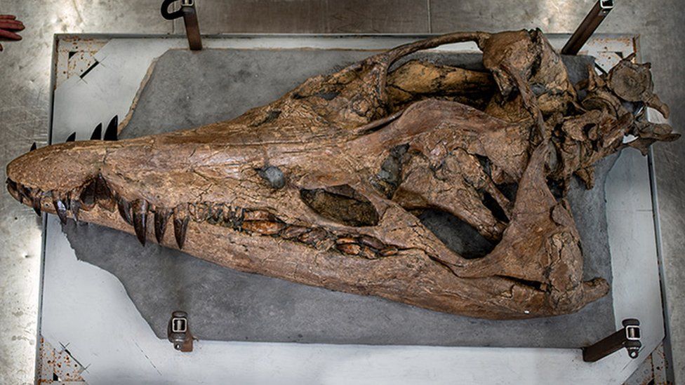 Fossil identified of ancient sea dragon found in Japan - BBC Newsround