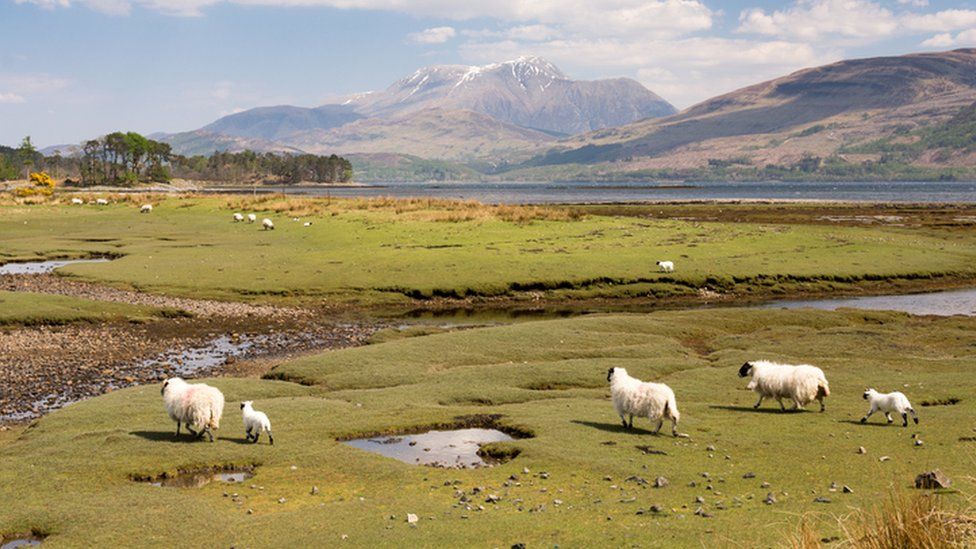 Herding Scotland's sheep back into the profitable pen - BBC News