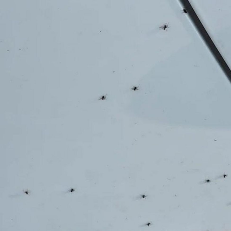 Invasion of the ballooning money spiders - BBC News