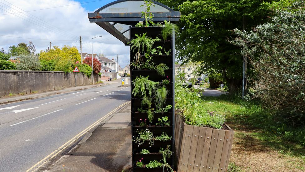 'Buzz stops' installed in Cornwall to help wildlife - BBC News