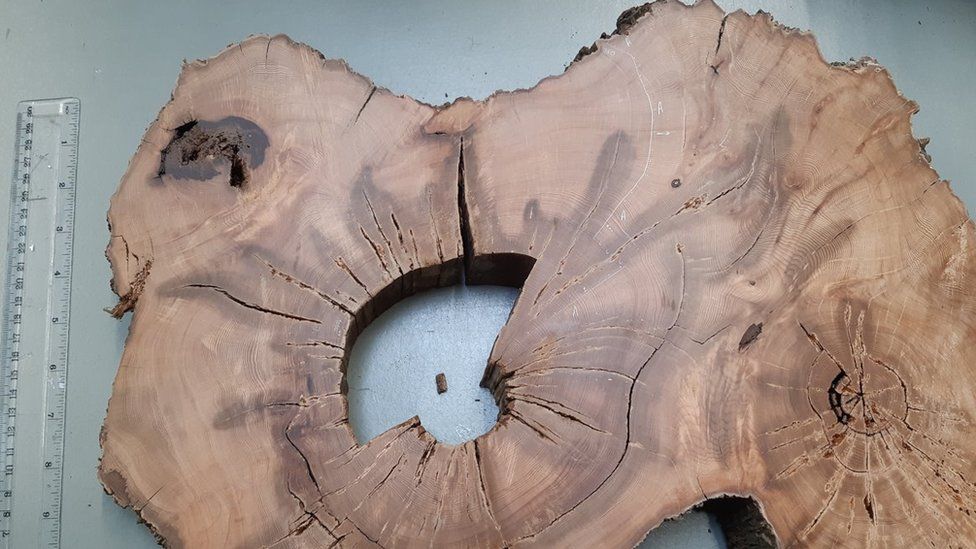 Buried ancient Fenland yew trees offer climate change insight - BBC News