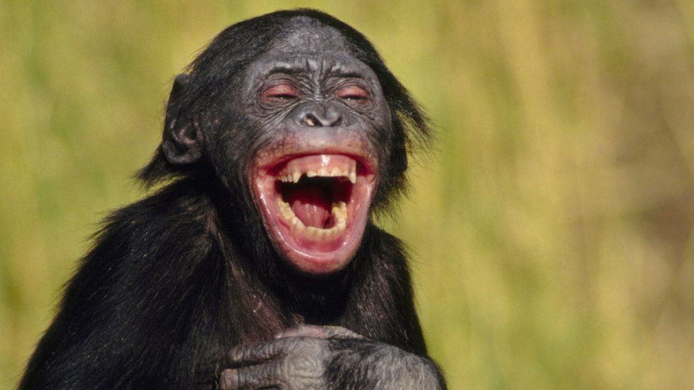 Welsh sanctuary tries to adopt 'bullied' ape Bili - BBC News