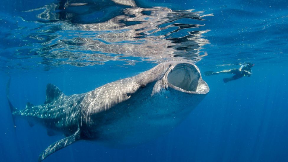 A shark-like robot cleans up litter on waterways - BBC Newsround