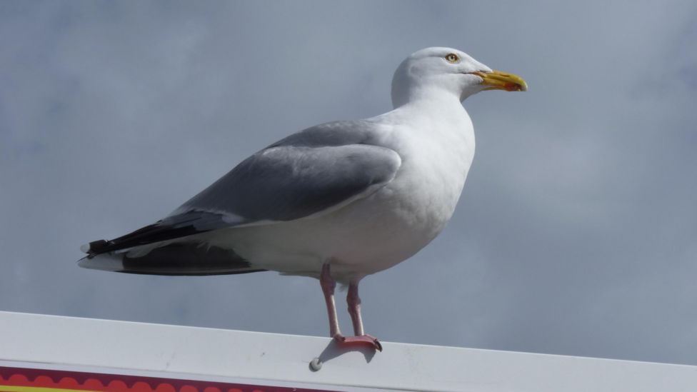 Cornwall Council 'wastes' £300k on storing gull-proof bins and sacks ...