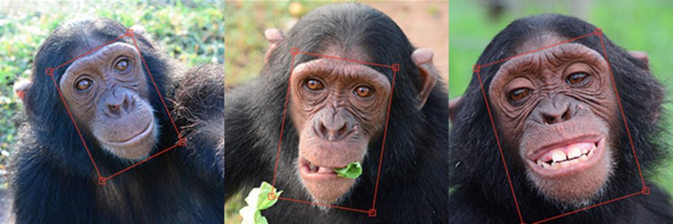 Facial recognition tool tackles illegal chimp trade - BBC News