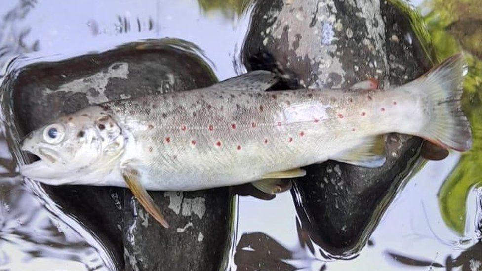 Fish kill investigated at Three Mile Water - BBC News
