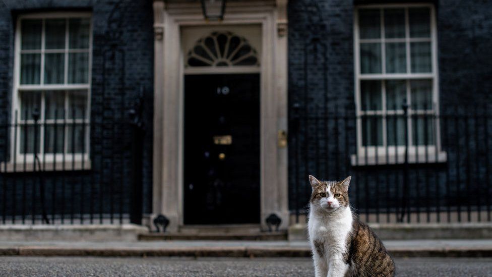 Larry the cat celebrates 10 years at Downing Street - BBC Newsround