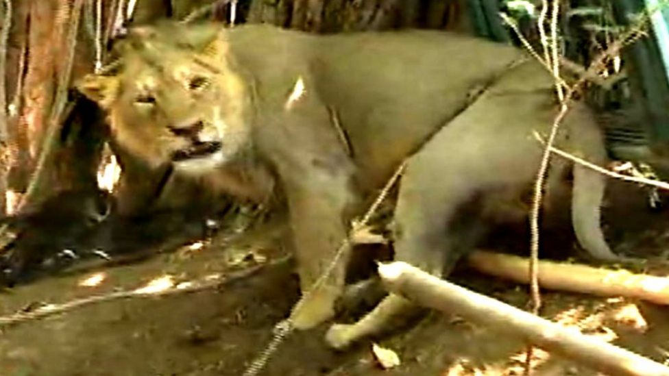 Rescued Middle East lions move into new S Africa home - BBC News