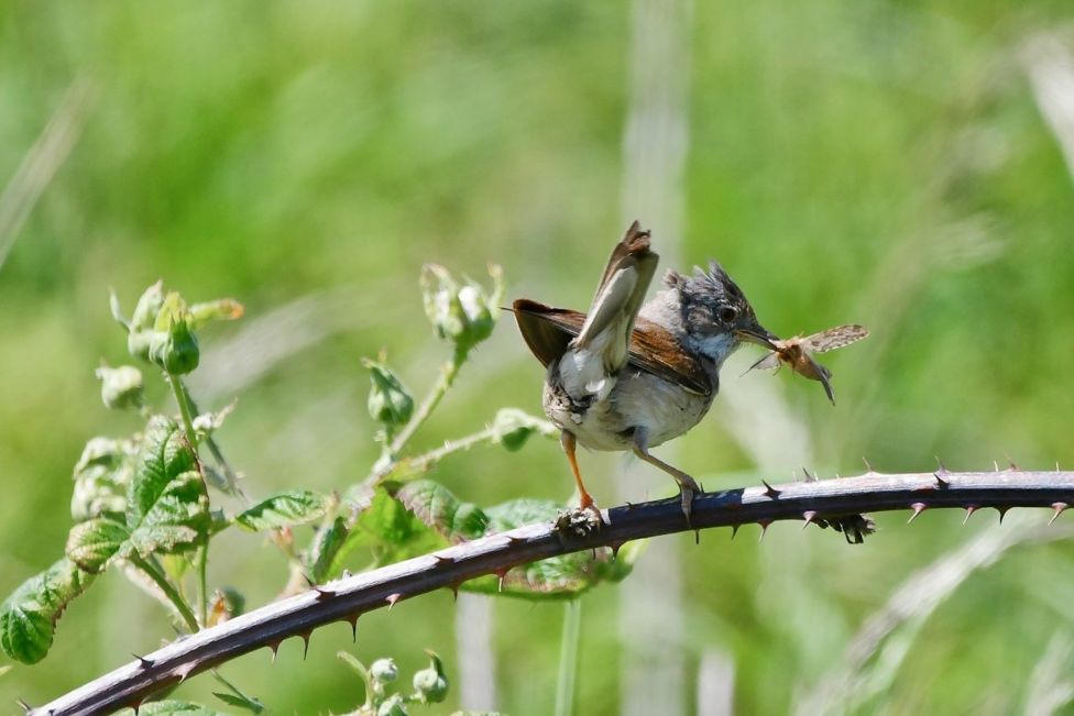 Your pictures of Scotland: 17-24 June - BBC News