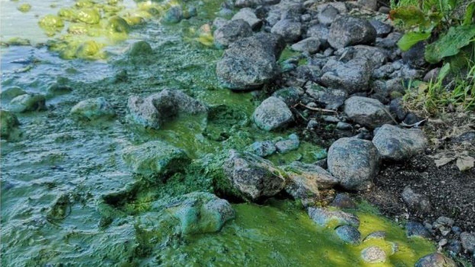 Blue-green algae map shows extent of Lough Neagh problems - BBC News