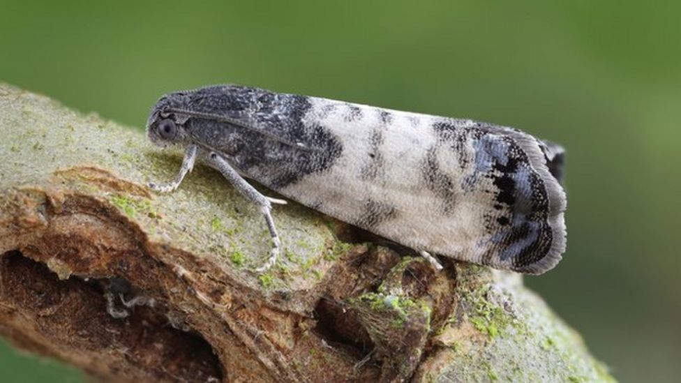 Endangered moth sees resurgence in Blandford Forest - BBC News