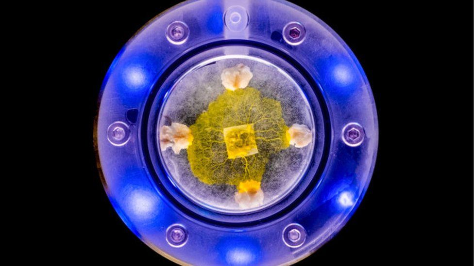 Space: Why is a slime called the 'Blob' being sent to space? - BBC ...