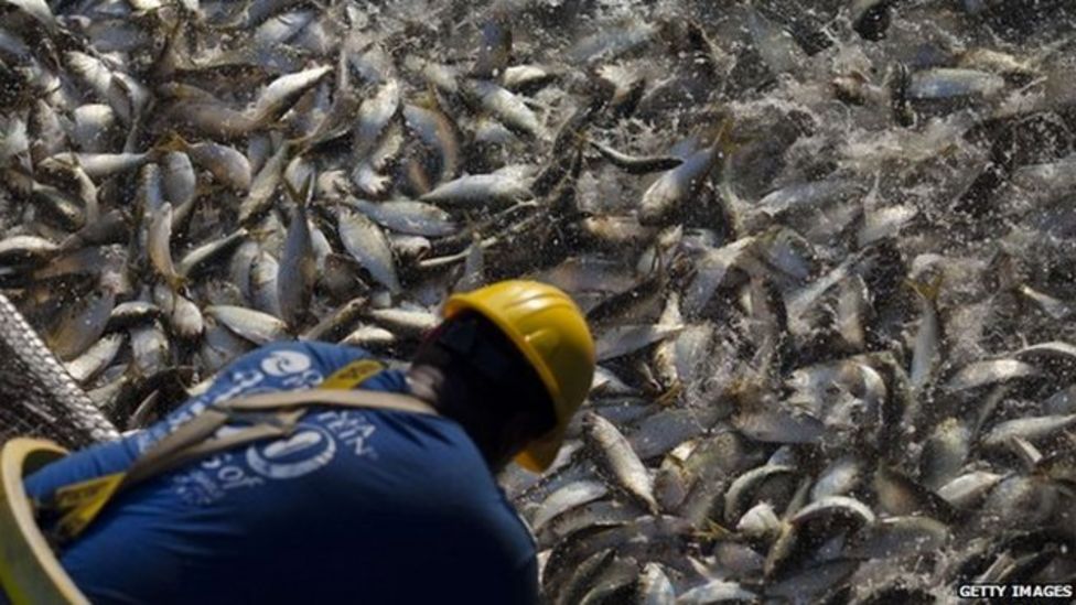 Fast-growing fish species face greatest collapse risk - BBC News