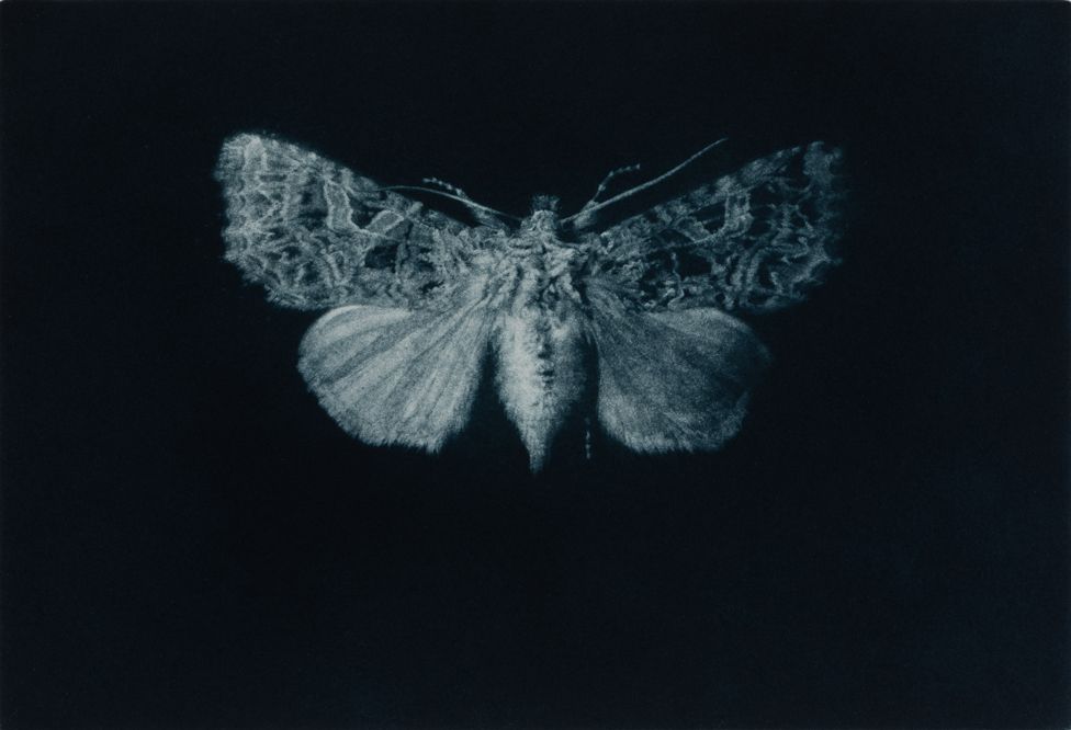 Moths: Intricacies of UK's under-threat insects - BBC News