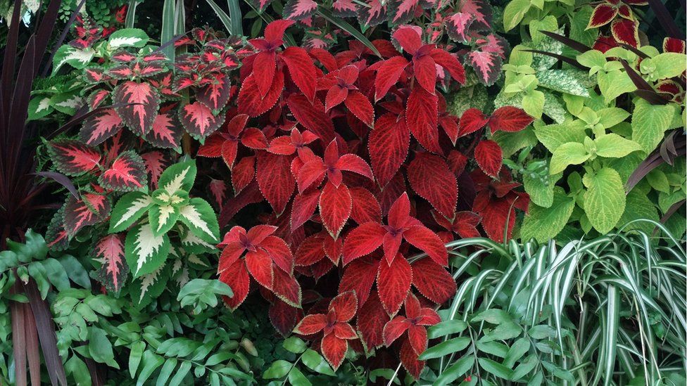 How human history affected plant life on the Earth today? - BBC Newsround