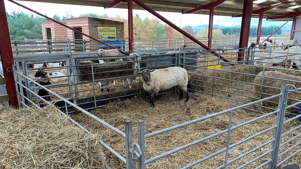Britain's loneliest sheep arrives in new 'forever home' - BBC News
