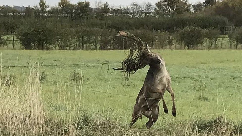 Dumped Shetland Pony named after Gemma Collins - BBC News