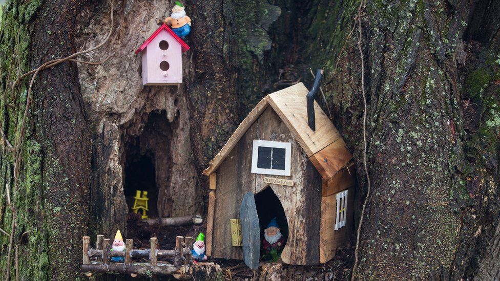 Pictures: Evicted gnomes find new spot for their homes - BBC Newsround