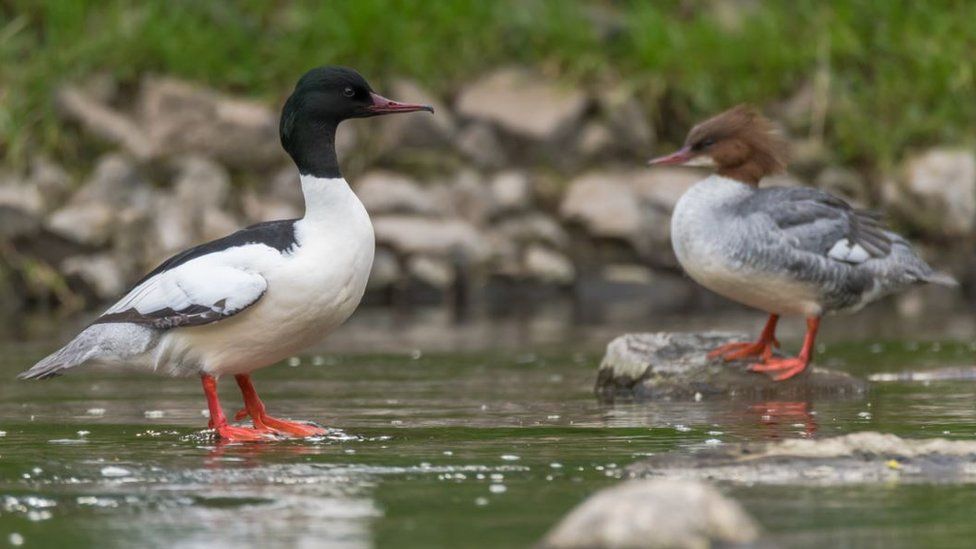 Call for bird cull to save River Dee salmon stock - BBC News