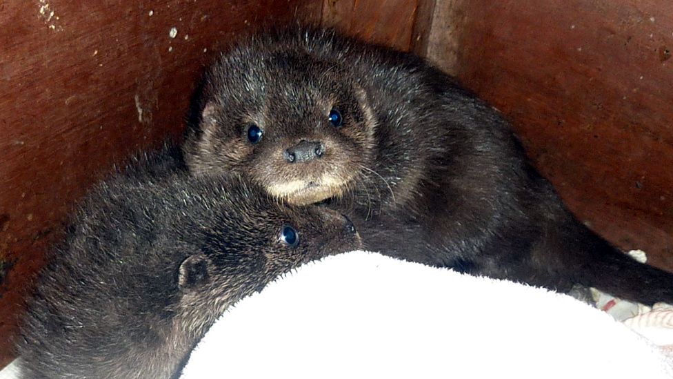Baby otter orphans land Stapeley Grange with £3k food bill - BBC News