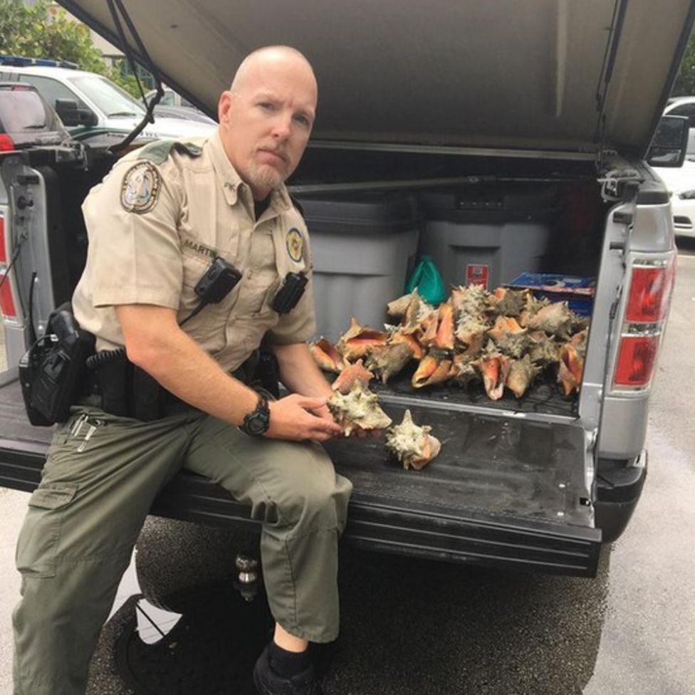 Tourist jailed for collecting seashells on Florida beach - BBC News