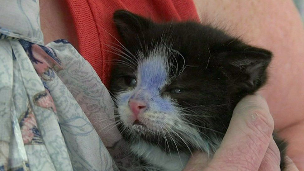 Dog fights prompt 5,000 calls to RSPCA in past decade - BBC News