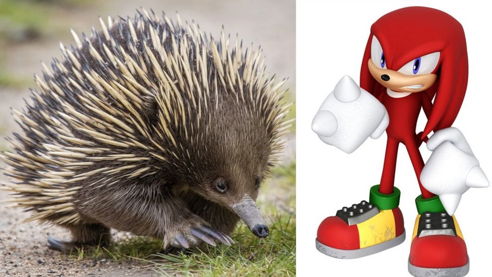 Pikachu to Sonic - Meet the video game characters inspired by animals ...