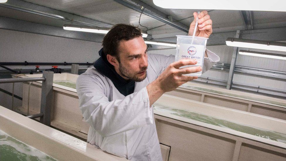 Great British Prawns to launch 'first' green prawn farm - BBC News