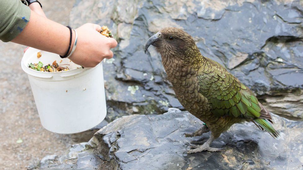 The kea parrots who can make predictions - BBC Newsround