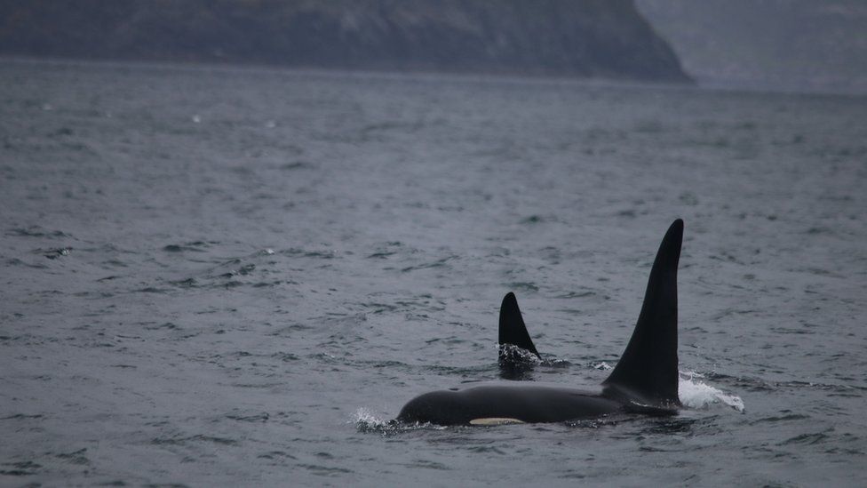 New encounter could be clue to Vatersay orca pod 'enigma' - BBC News