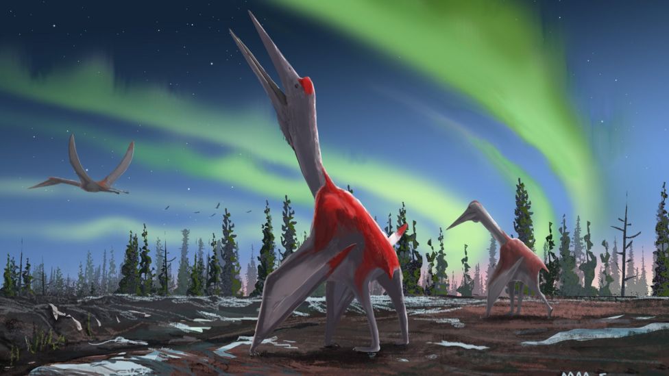 Isle of Wight pterosaur species fossil hailed as UK first - BBC News