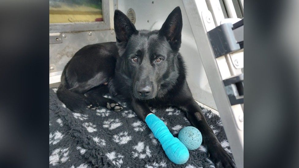 Police dog injured by discarded machete in Leicester - BBC News