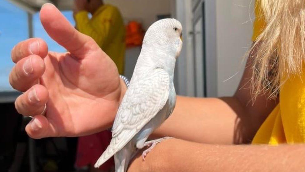 Aberavon: Missing budgie found on beach nine miles from home - BBC News