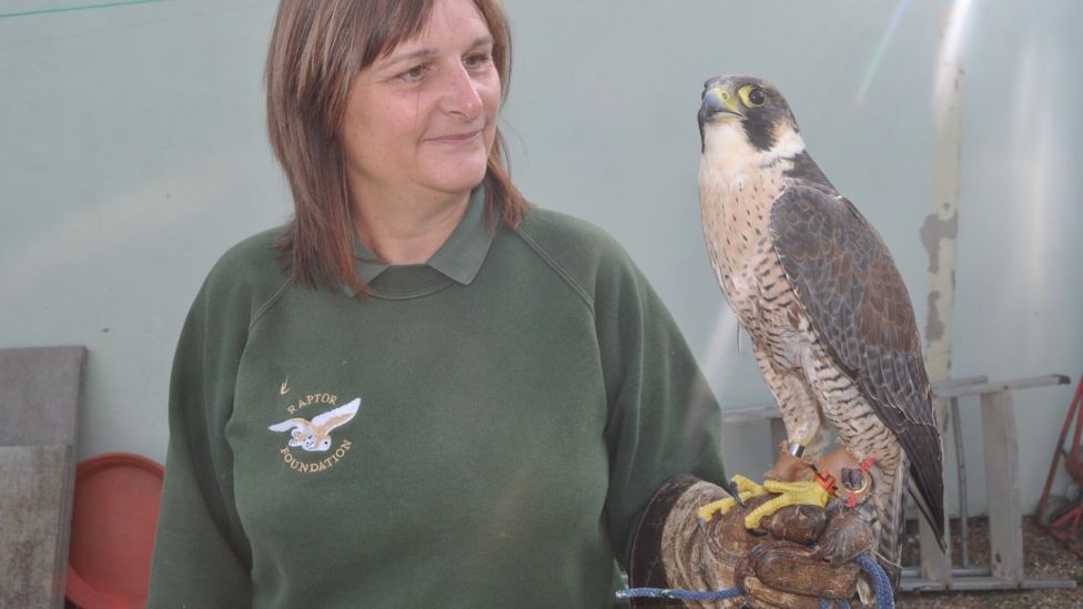 Norwich peregrine falcons caught in battle with red kite - BBC News
