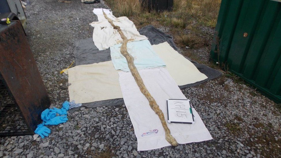 27 neidr wedi eu gadael ar ochr ffordd yn Sir Benfro - BBC Cymru Fyw