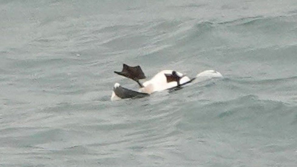 Bird flu probe call in Dorset as ‘dozens’ of seabirds die | The ...