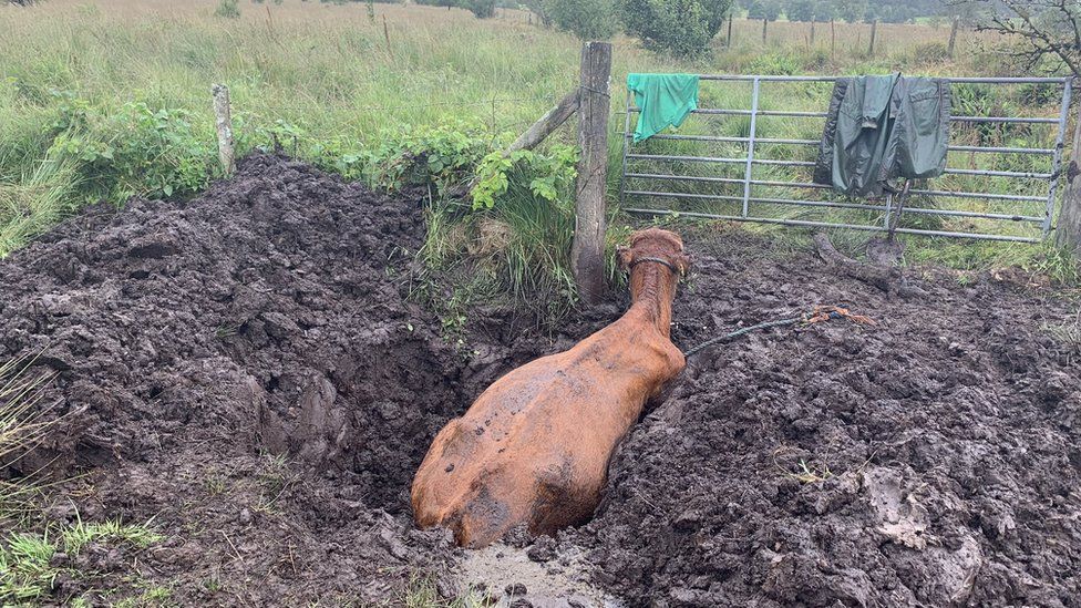 Llanwrtyd Wells dairy cow pulled free from bog - BBC News