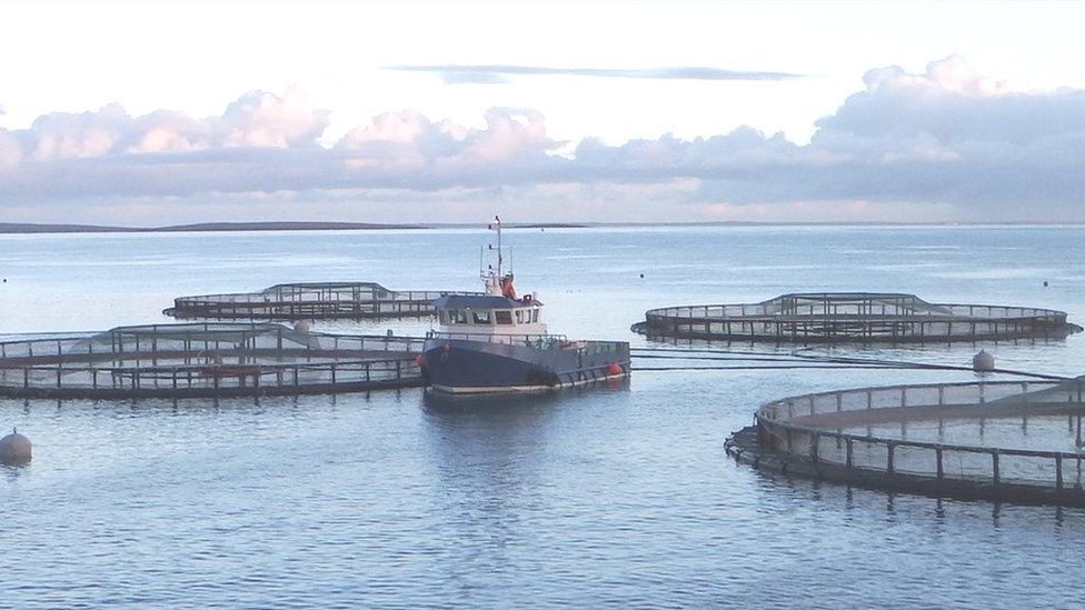 Scottish salmon producer to roll out sea lice shields - BBC News