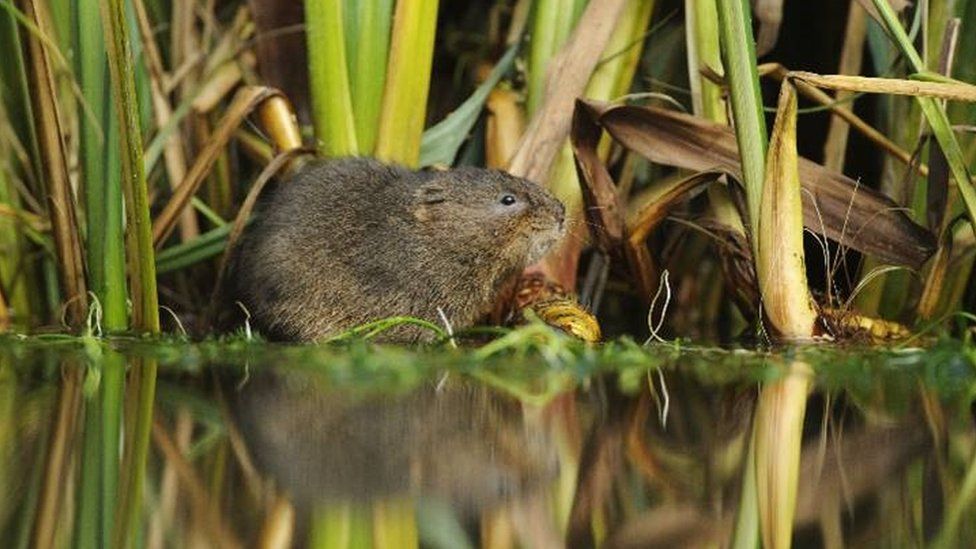 Hertfordshire: Water voles thrive along River Ver after reintroduction ...
