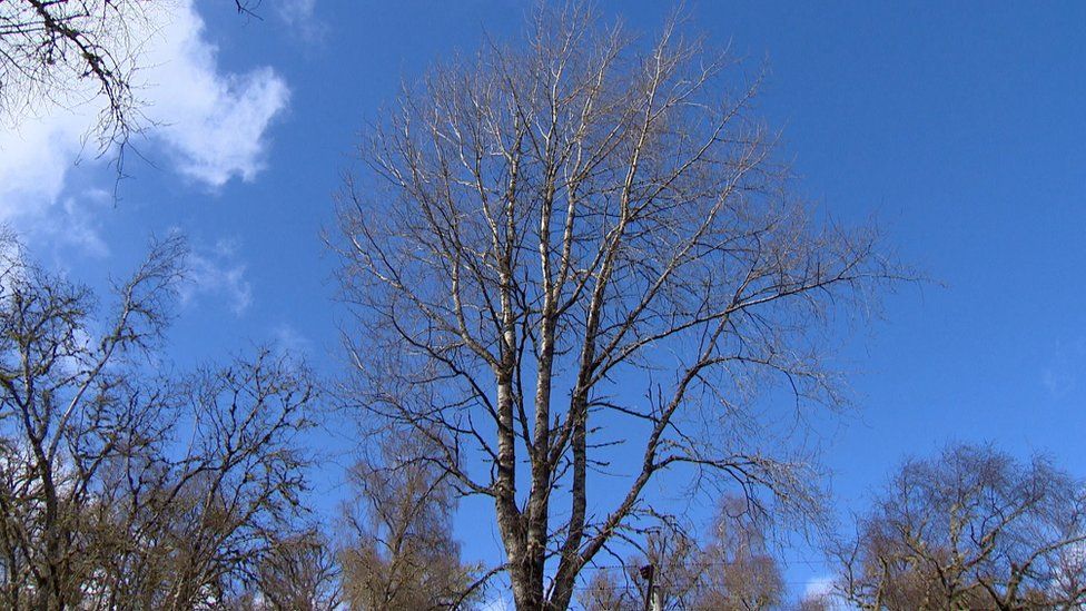 Scottish charity hopes to boost numbers of rare tree - BBC News