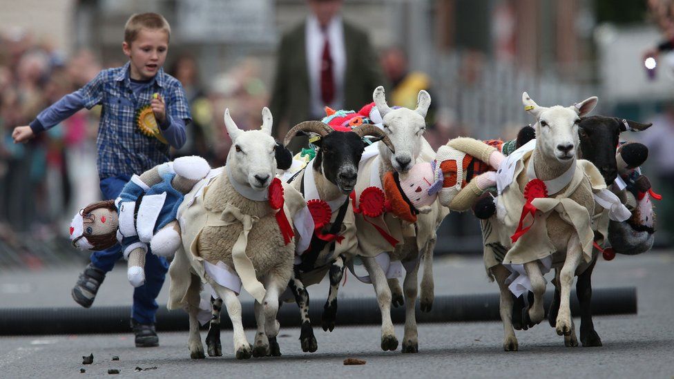 In pictures: Moffat sheep races - BBC News